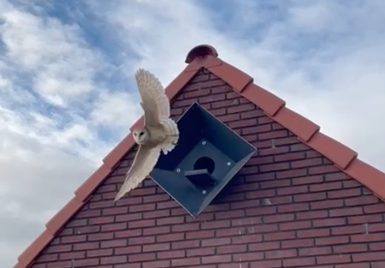 Uilengebouw met uilenkraag in gebruik door kerkuil - MIECON